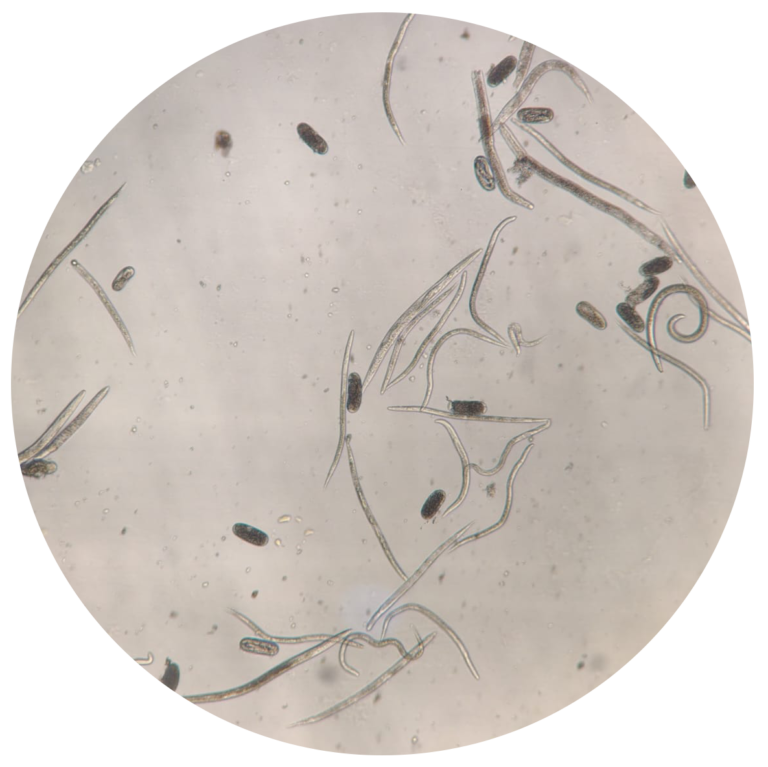 Análise Fitopatológicas (Nematóides) | Solos & Plantas